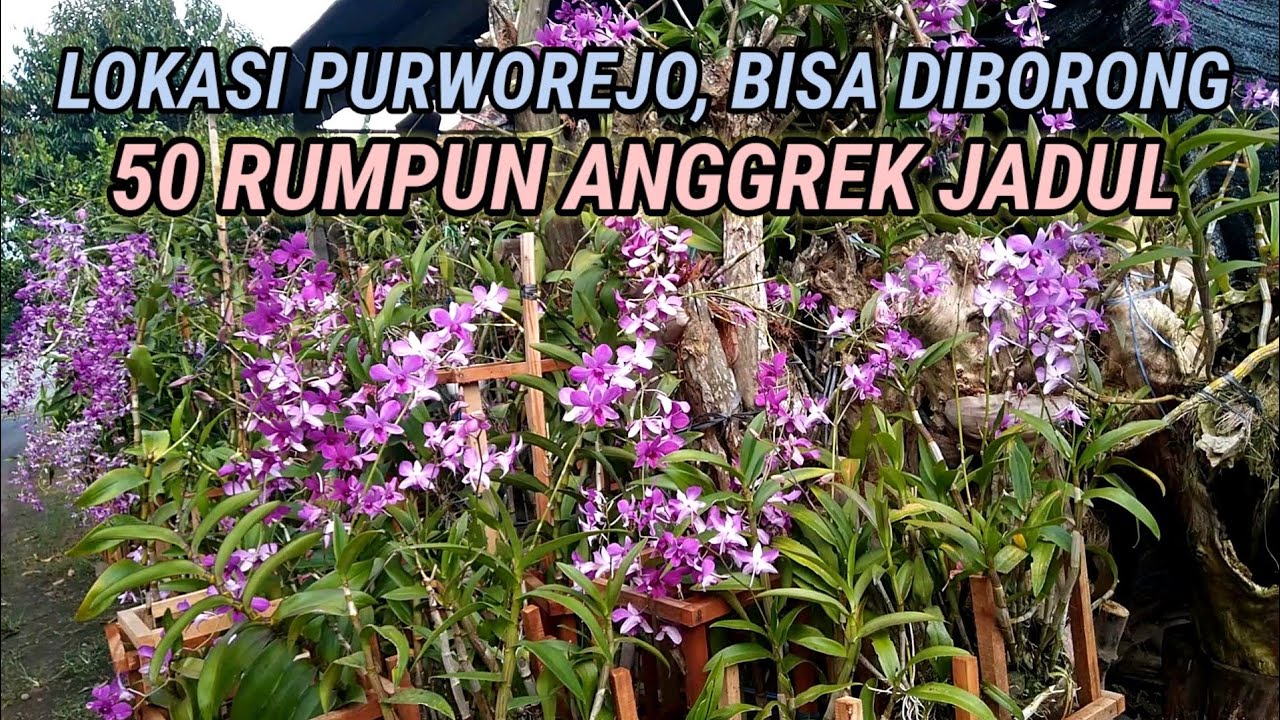 50 Rumpun Anggrek Jadul di Purworejo, Siap Diborong. - YouTube