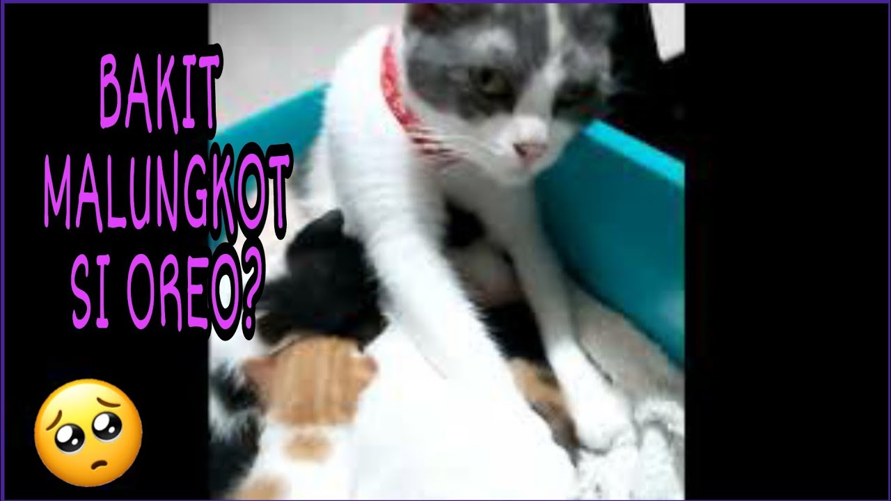 POSTPARTUM NGA BA? || #WHY SAD OREO || #catlover || #kittens - YouTube