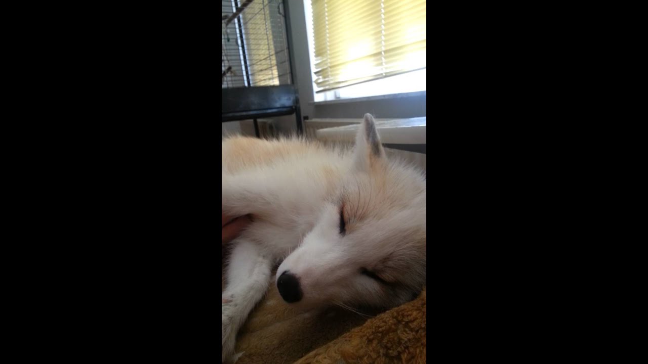 Petting a pet fox - YouTube