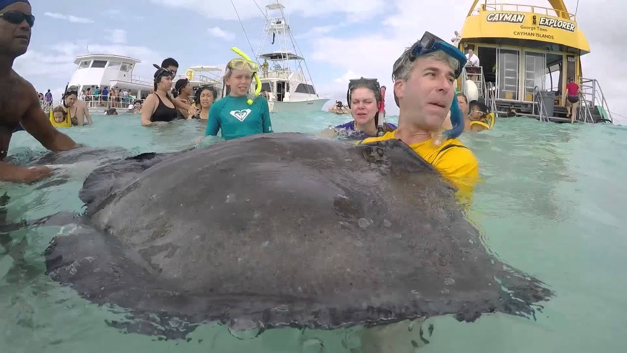 Stingray Bay - YouTube