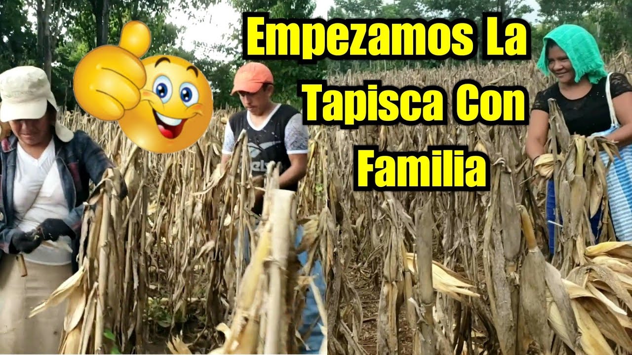 #Botas #el #Chapin Mi Familia Me Ayudan A Tapiscar Mi Milpa/ Cuantos ...