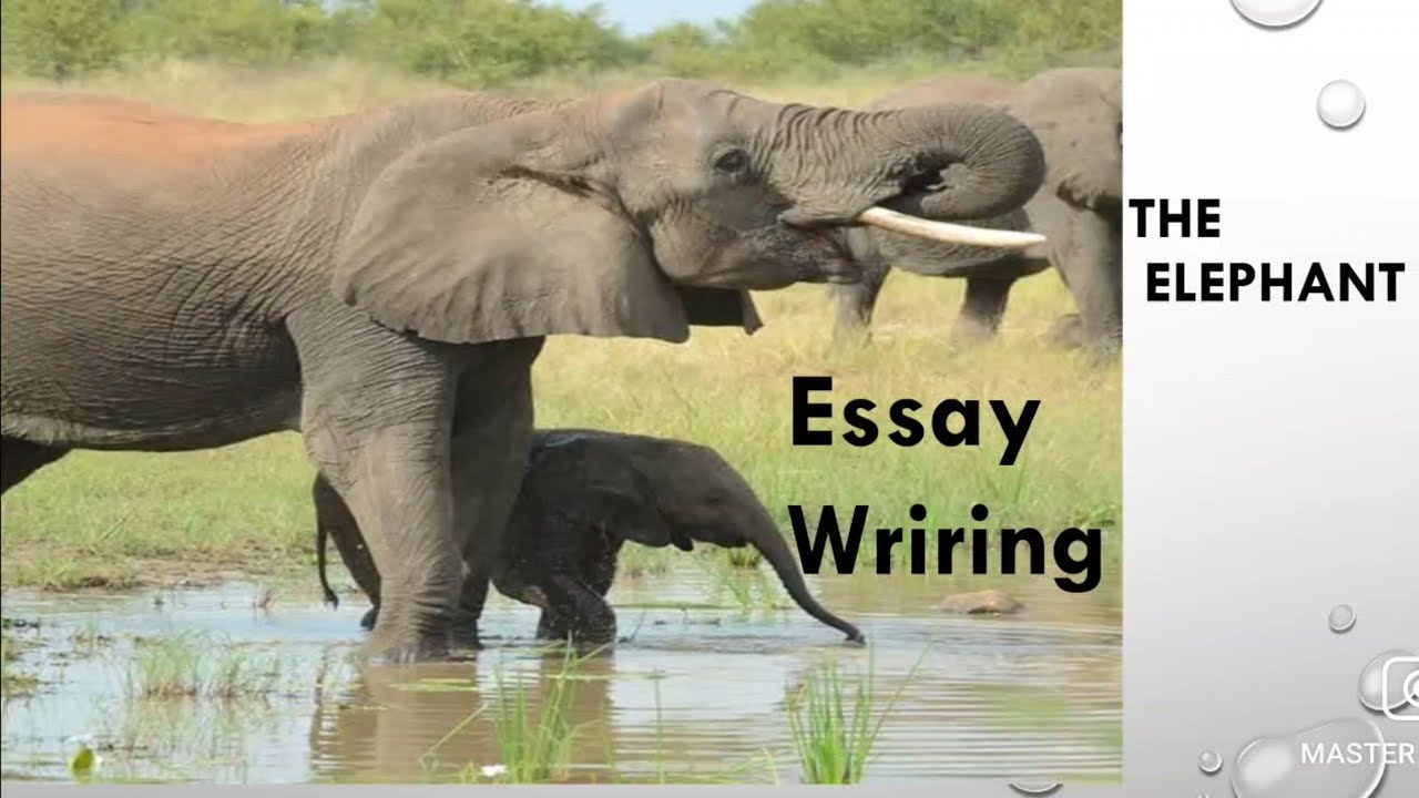 essay ||elephant ||english essay writing ||my favourite animal|| on ...