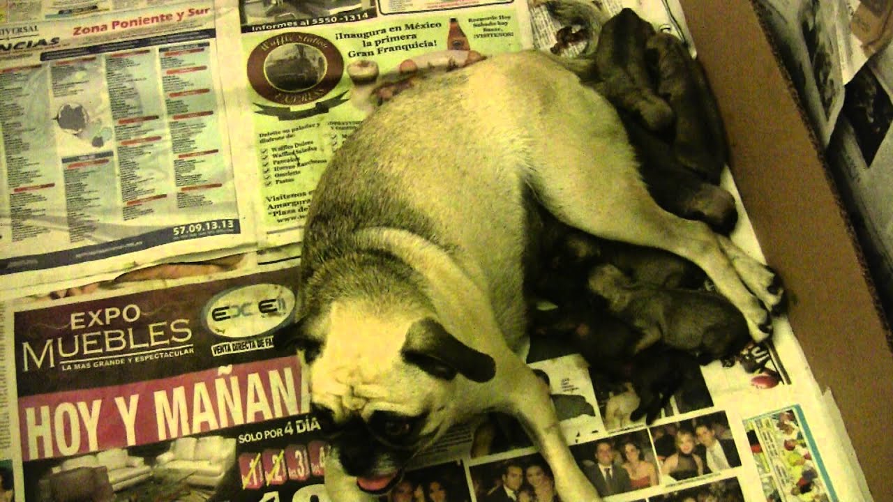 Mother pug feeding her puppies - YouTube