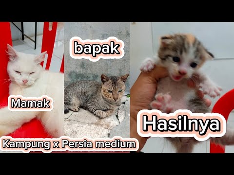 HASIL PERKAWINAN SILANG KUCING PERSIA DAN KUCING KAMPUNG || KUCING MIXDOME - YouTube