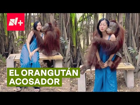 Orangután besa a las turistas y las acosa - N+