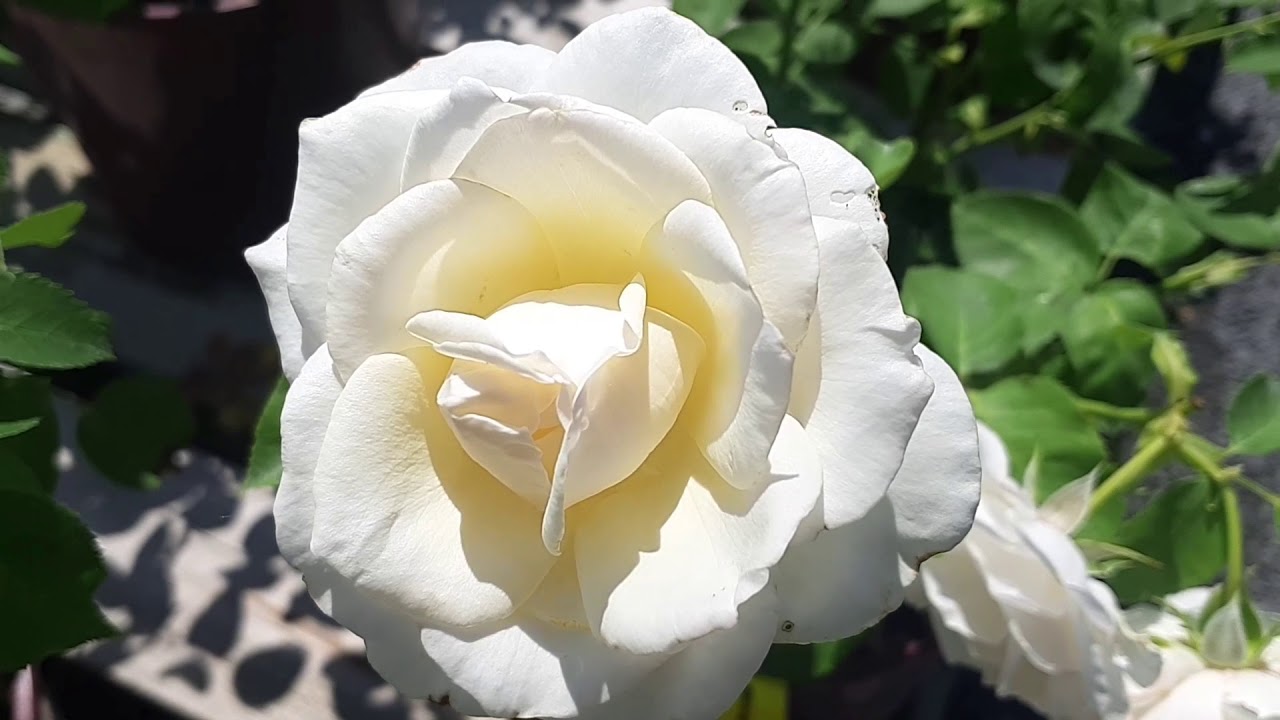 Rosa Floribunda : Easy Spirit White Rose - YouTube