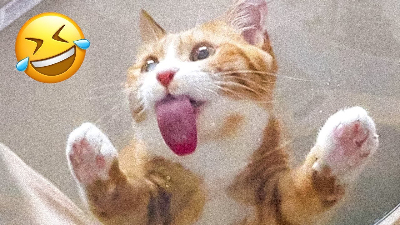 Unbelievable Funny Pets Reactions | Must-See Animal Videos - YouTube