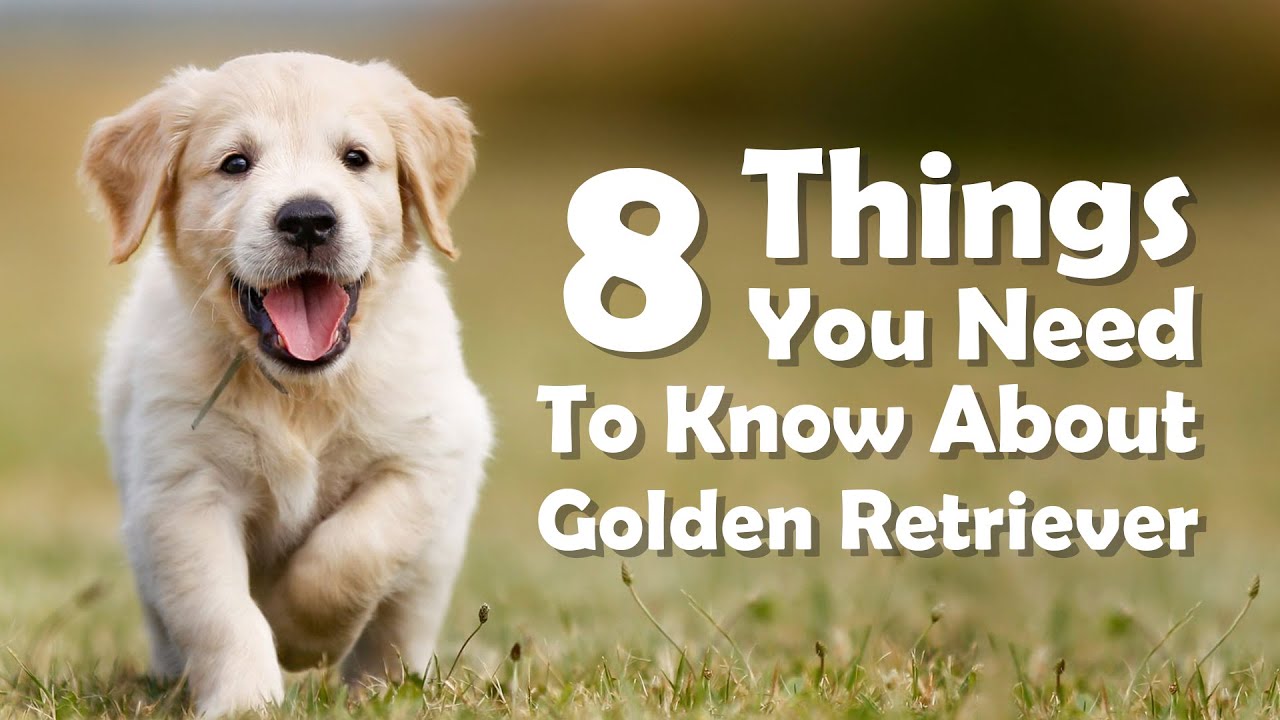 8 Things You Need To Know About Golden Retriever Youtube