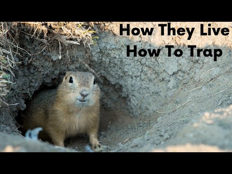 Gopher Profile! How They Live! How To Trap! - YouTube