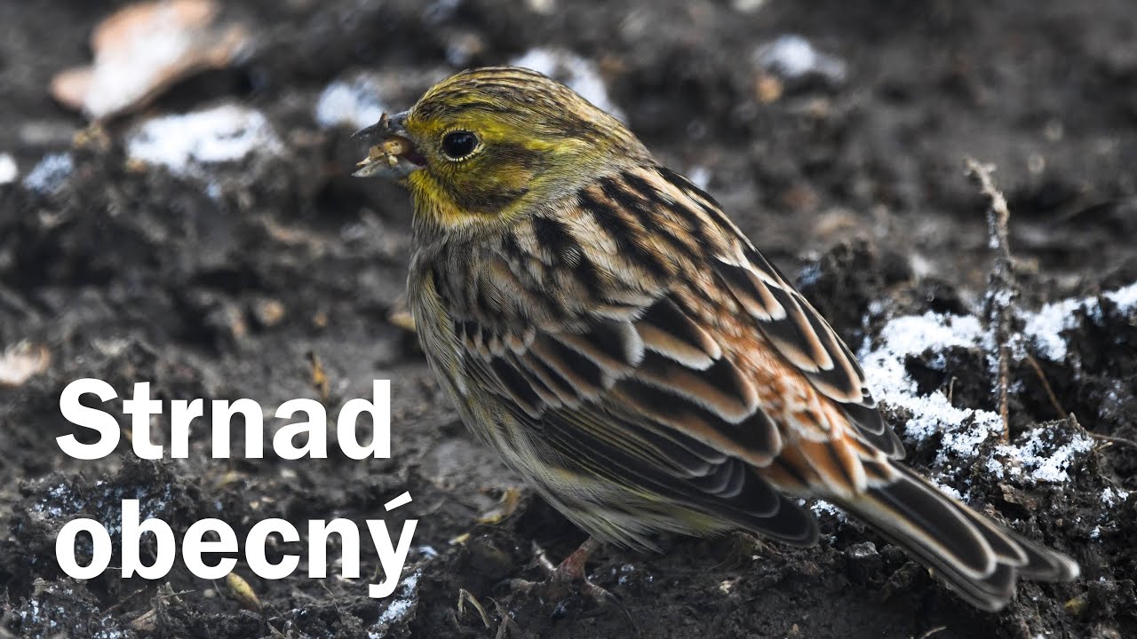 Yellowhammer (Emberiza citrinella / Strnad obecný) - YouTube
