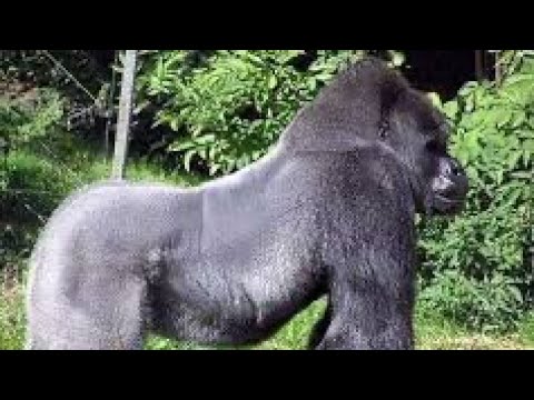 Fortnite blm - YouTube