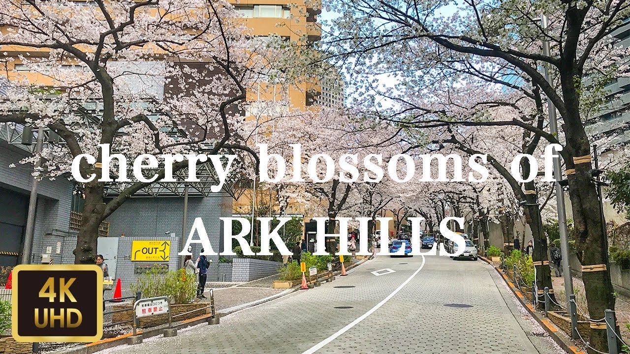 アークヒルズの桜 cherry blossoms of ARK HILLS 【4K】【March 2019】 - YouTube
