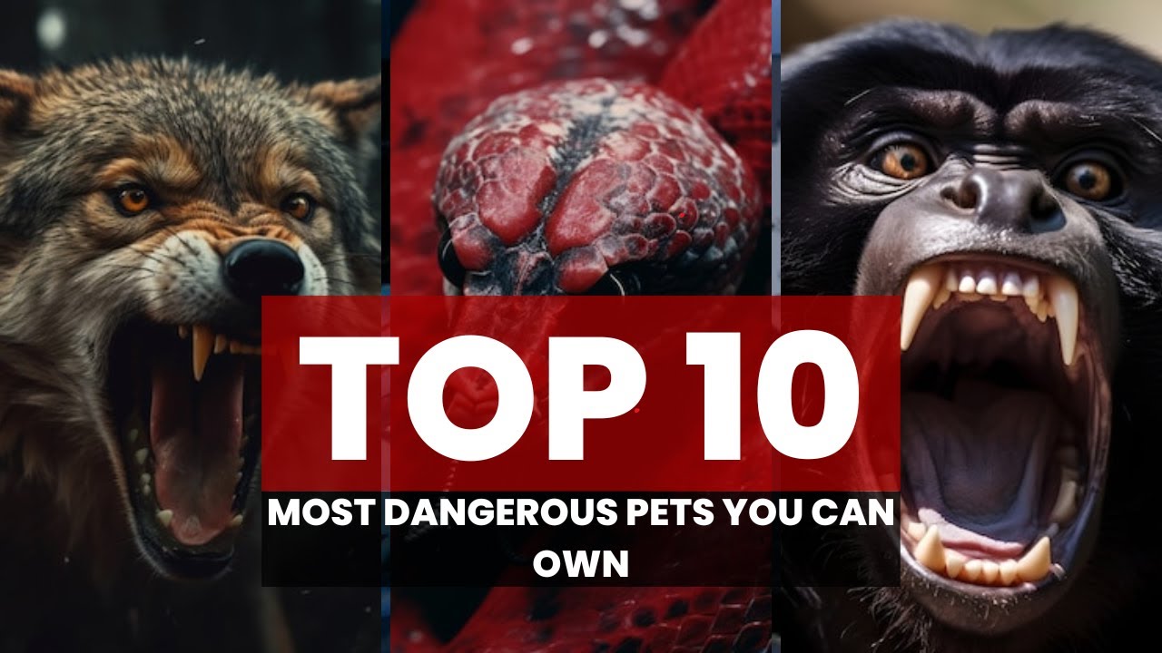 Top 10 Most Dangerous Pets You Can Own - YouTube
