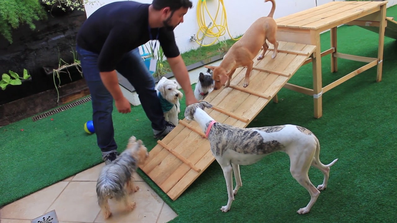 We Pet na Rede - Creche para cachorros - YouTube
