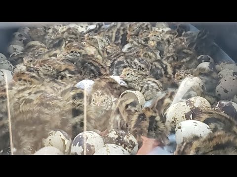 Day 18: 7am Baby Coturnix Quail Hatch Rate - YouTube