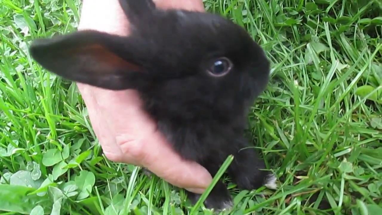 Cute Rabbit - Funny Baby Bunny Rabbit Video - YouTube