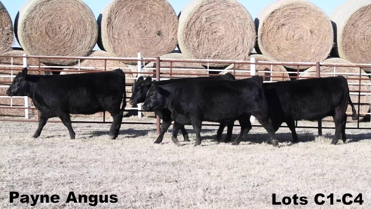 Payne Angus Lots C1 C4 - YouTube