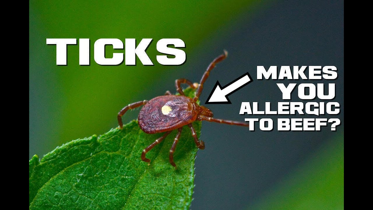 10 Tick Facts - Disgusting Deadly Parasite - Animal a Day - YouTube
