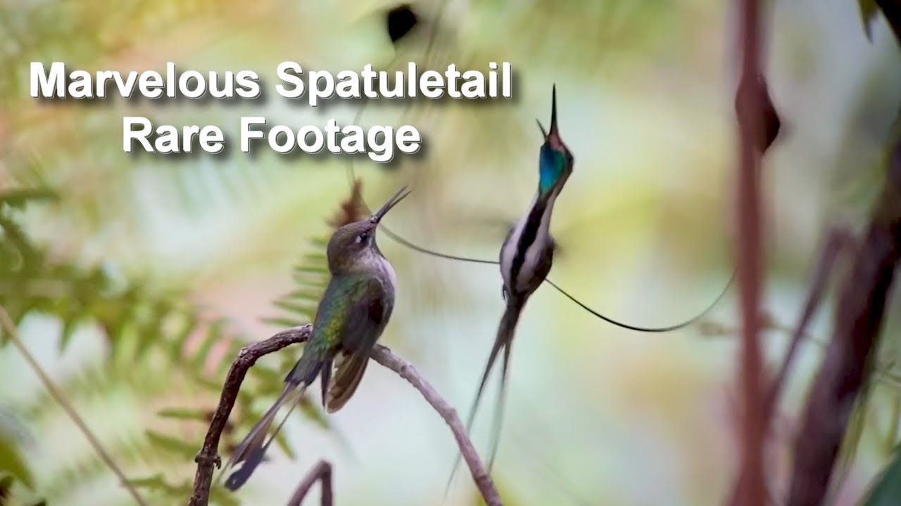Rare Hummingbird Footage: Marvelous Spatuletail Mating Dance - YouTube