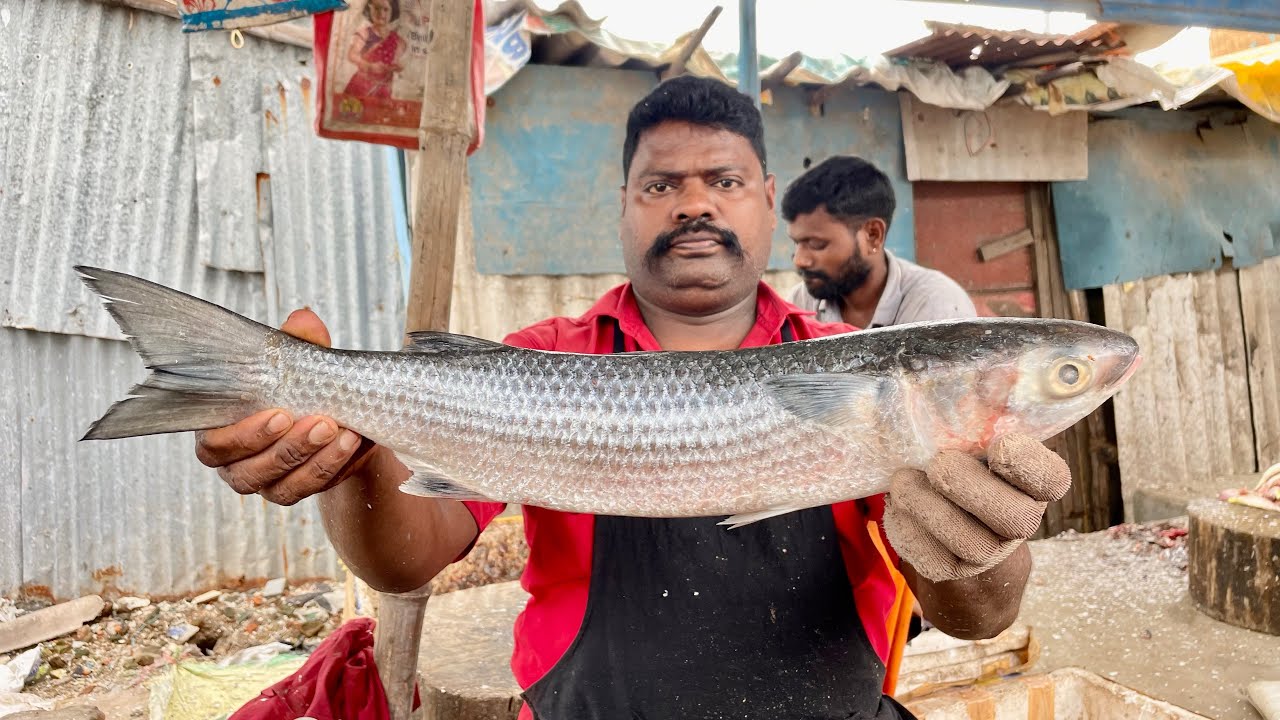 KASIMEDU SPEED SELVAM MULAT FISH CUTTING 💥 IN KASIMEDU FISH CUTTING 💥 ...
