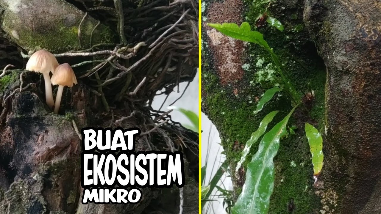 membuat ekosistem HUTAN mini di rumah dengan cara ini - YouTube