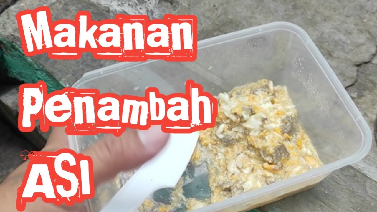 MAKANAN PENAMBAH ASI POODLE - YouTube