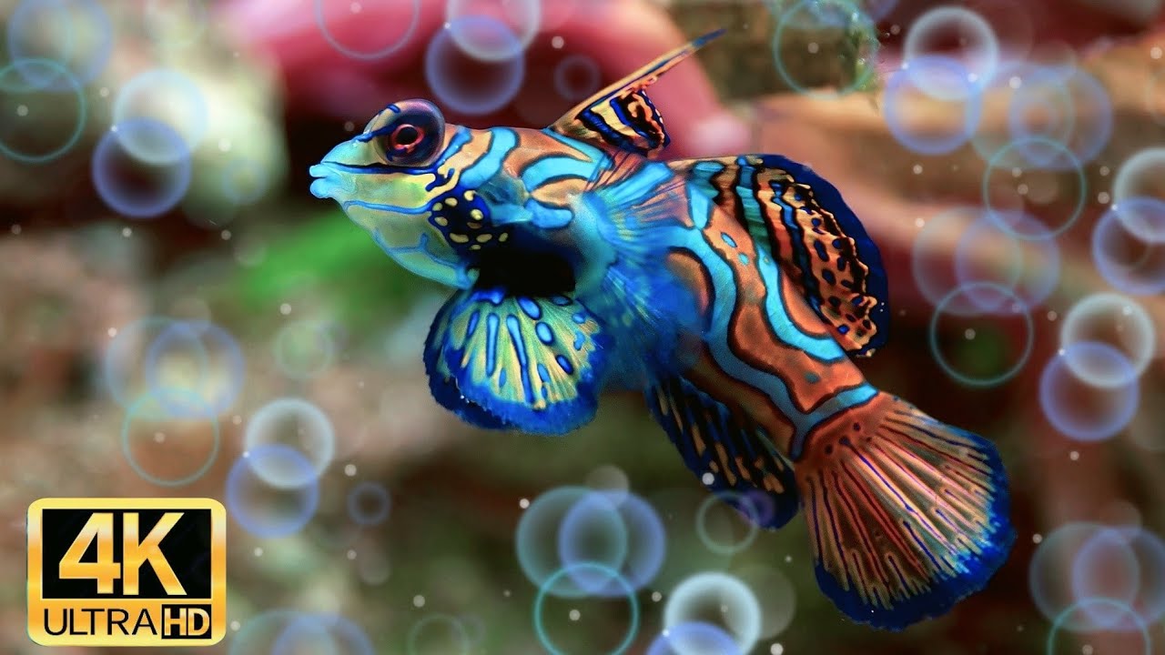 Aquarium 4K VIDEO (ULTRA HD) - Sea Animals With Relaxing Music - Rare ...