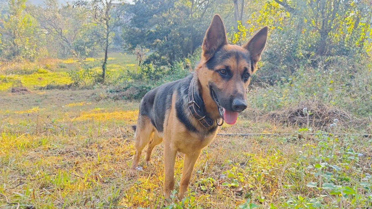 German shepherd hair fall problem #shading - YouTube