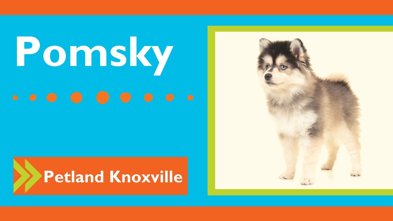 Pomsky Fun Facts - YouTube