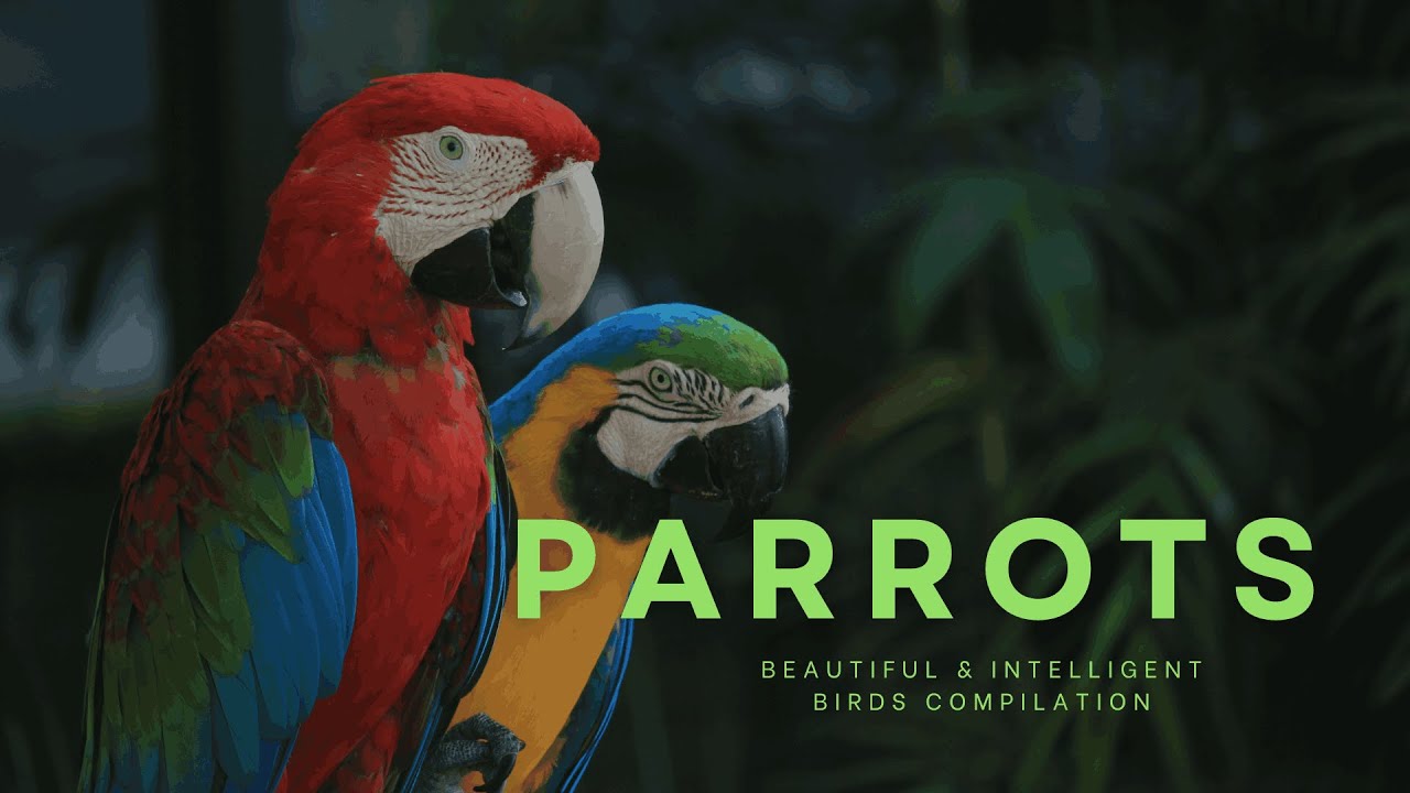 Parrots in Action! Beautiful & Intelligent Birds Compilation - YouTube