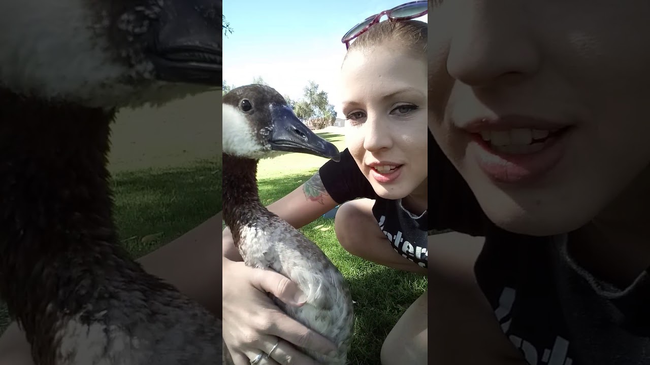 😘Pet Goose Cuddles and a Kiss from Pretty Bird to All of the Pretty ...