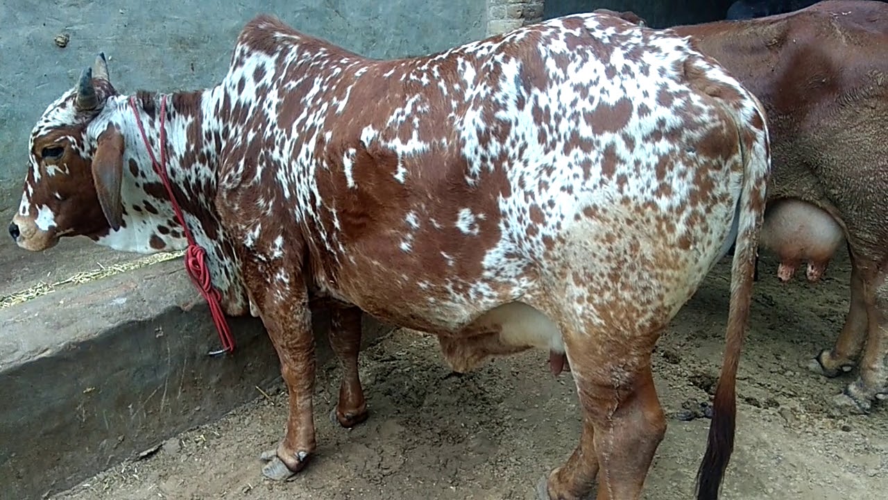Rathi cow for sell 9461075098 - YouTube