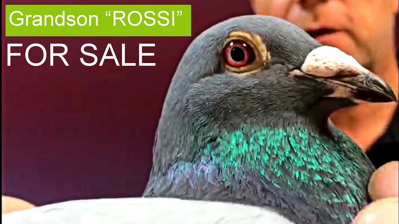 Racing pigeon for sale grandson Rossi and New Euro NL18 1629041 - YouTube