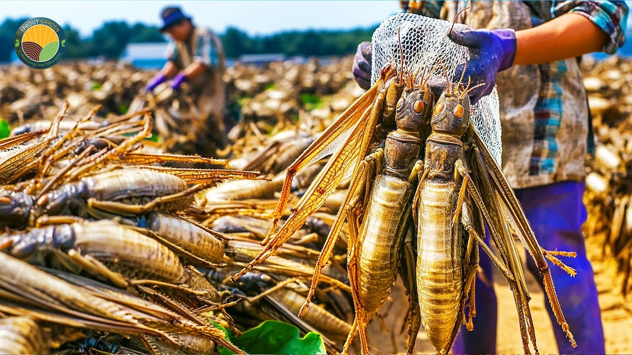 How Farmers Raise Billions of Crickets: Producing Meat and Protein ...