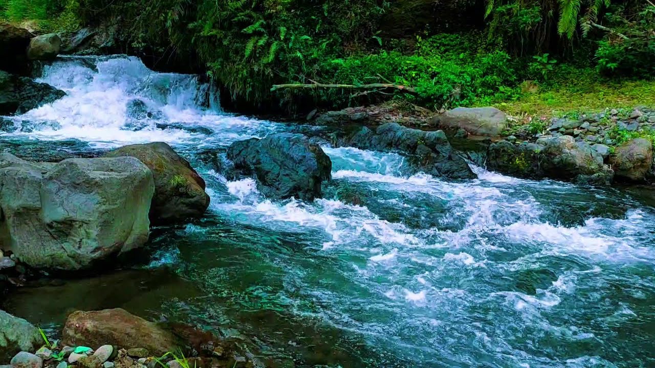 Best Forest River Sounds Calm for Sleeping Relaxation and Stress Relief ...