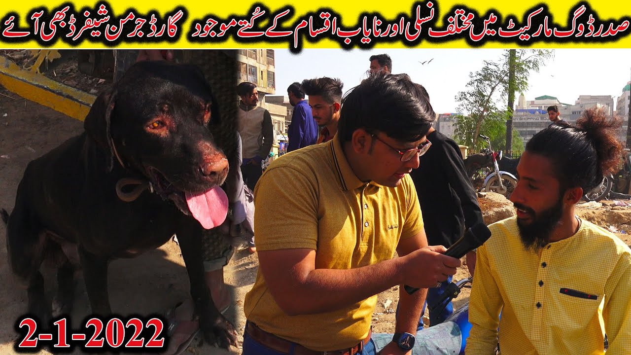 Saddar Dog Market 2-1-2022 Karachi | Exotic Dogs and Rare Breeds | Dogs ...