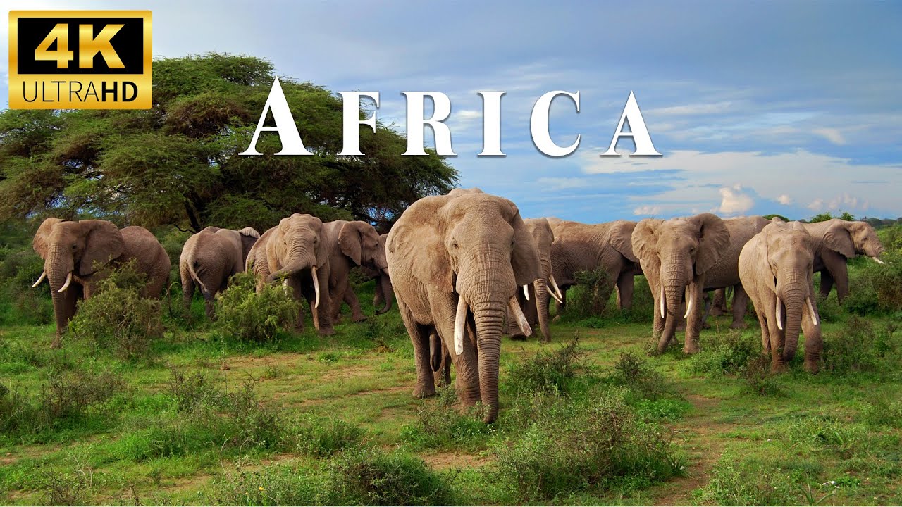 Africa 4K - Exploring Wildlife In KENYA National Park With Relaxing ...