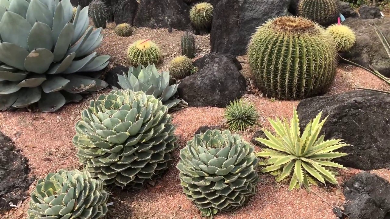 Greenhouse Tour Includes Cactus and Succulent Collection - Sakuya ...