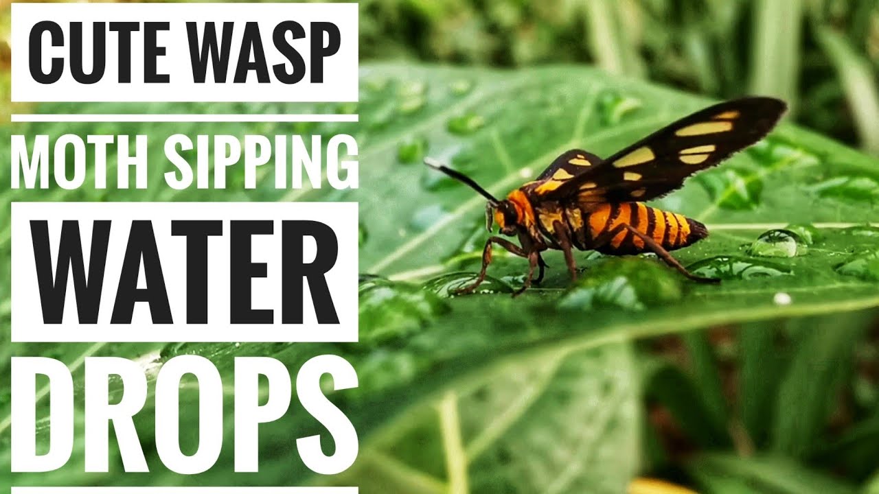Cute Wasp Moth Sipping Water Drops @Hermanns.Tortoise.Island - YouTube