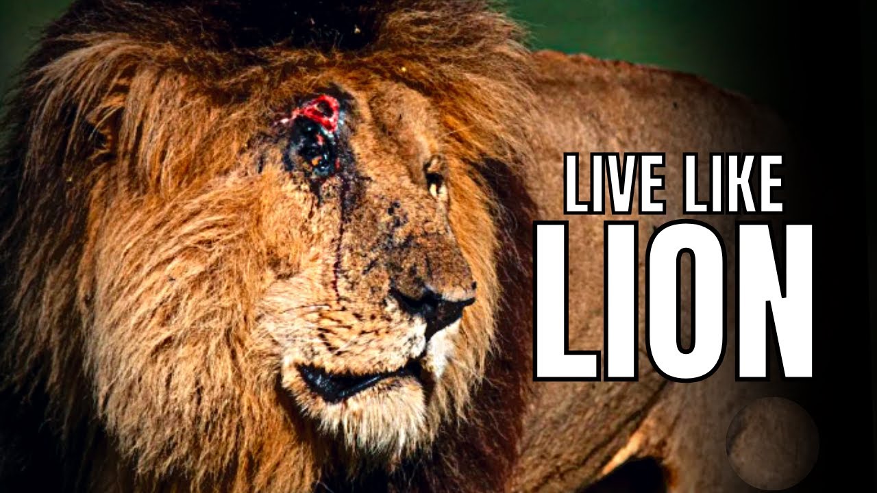 LIVE LIKE A LION - LION MENTALITY - Motivational Speech - Wake Up ...