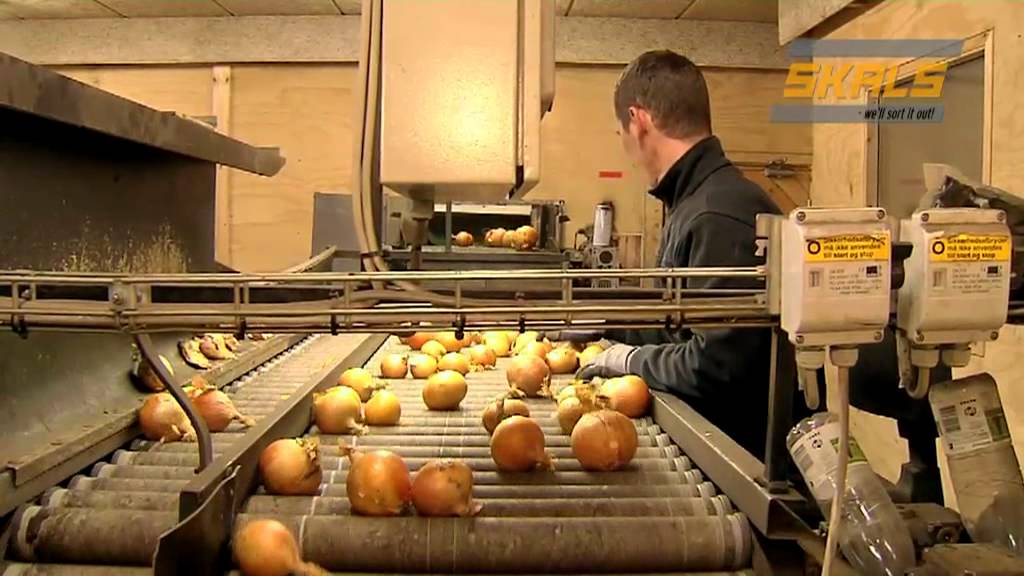 Skals Inspection table - potatoes - YouTube