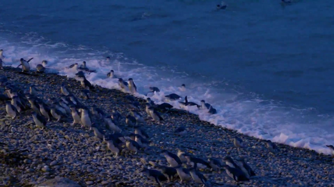 The Oamaru Blue Penguin Colony - Waitaki, New Zealand - YouTube