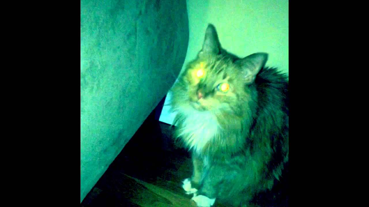 DEMON CAT (EYES OF EVIL) - YouTube