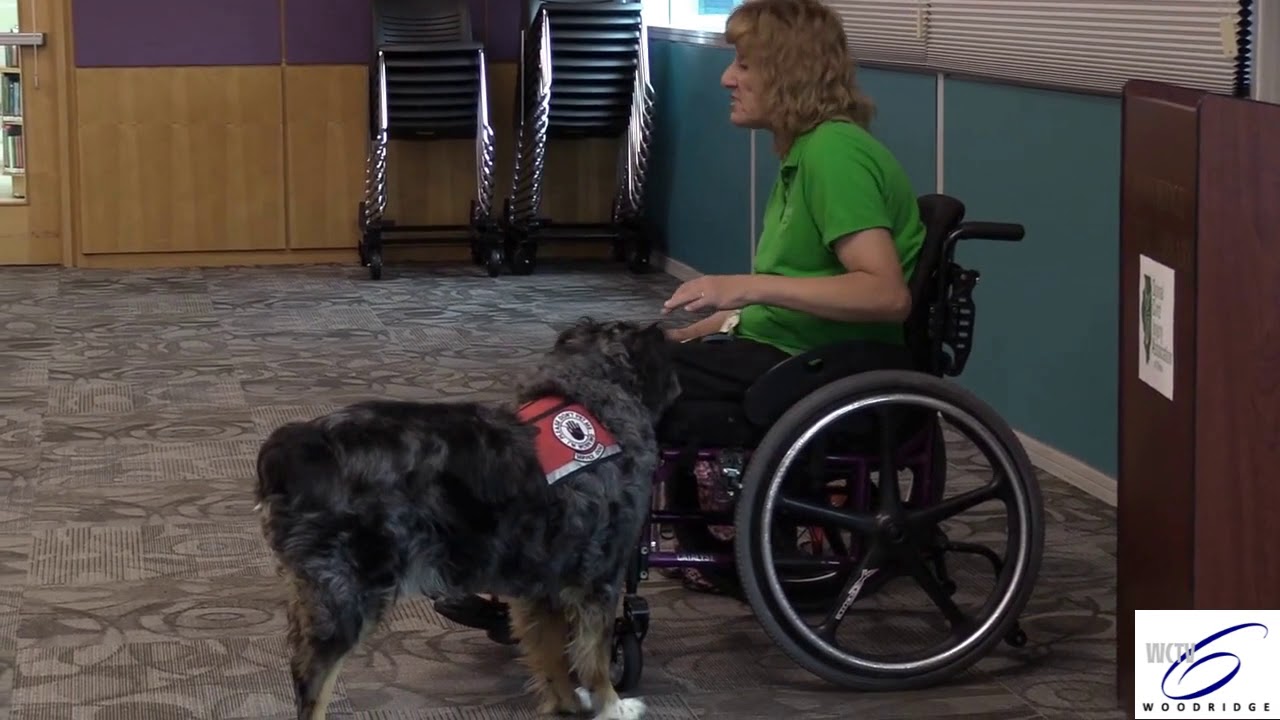 Meet Java Beans the Service Dog! - YouTube