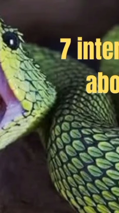7 interesting facts about snakes #snakes #shortsfeed #shortvideo - YouTube