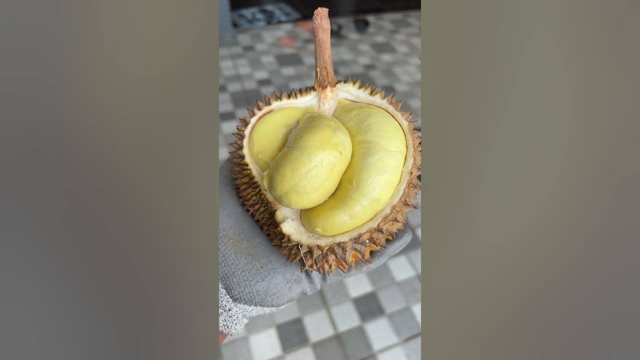 DURIAN LOKAL MIRIP MUSANGKING - YouTube