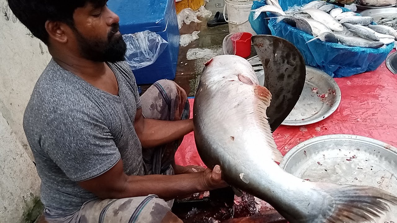 20 Kg Big Size Pangash Fish Cutting Skills In Fish Market ll বড় সাইজের ...