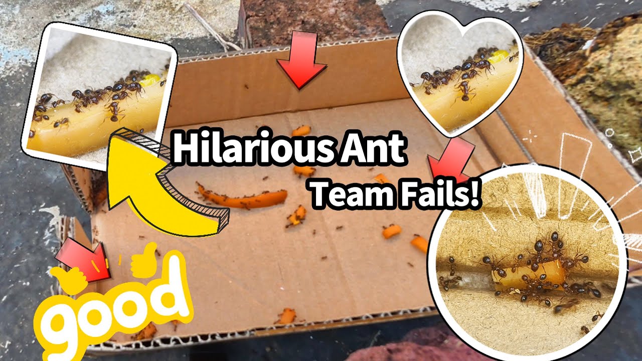 Hilarious Ant Team Fails! - YouTube