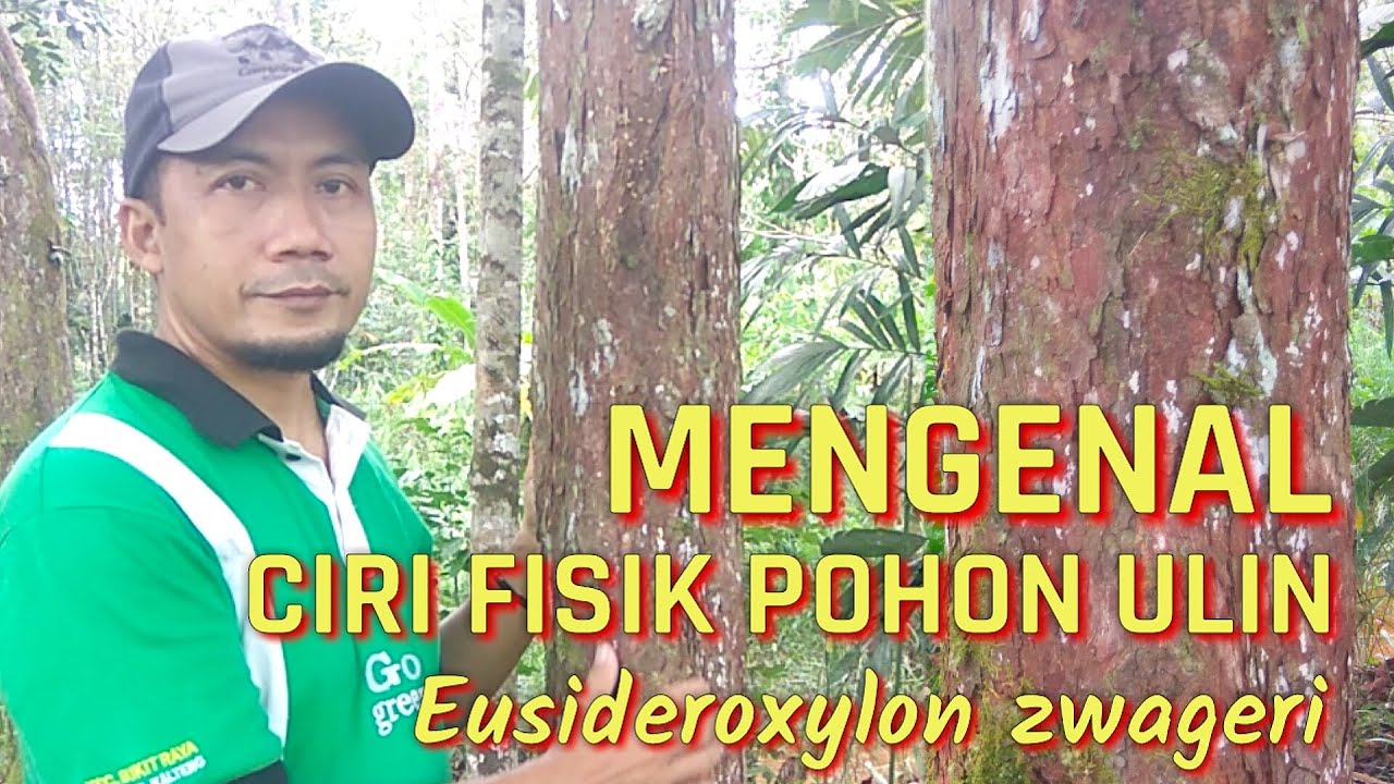 MENGENAL CIRI FISIK POHON ULIN BELIAN Eusideroxylon zwageri DI HUTAN ...