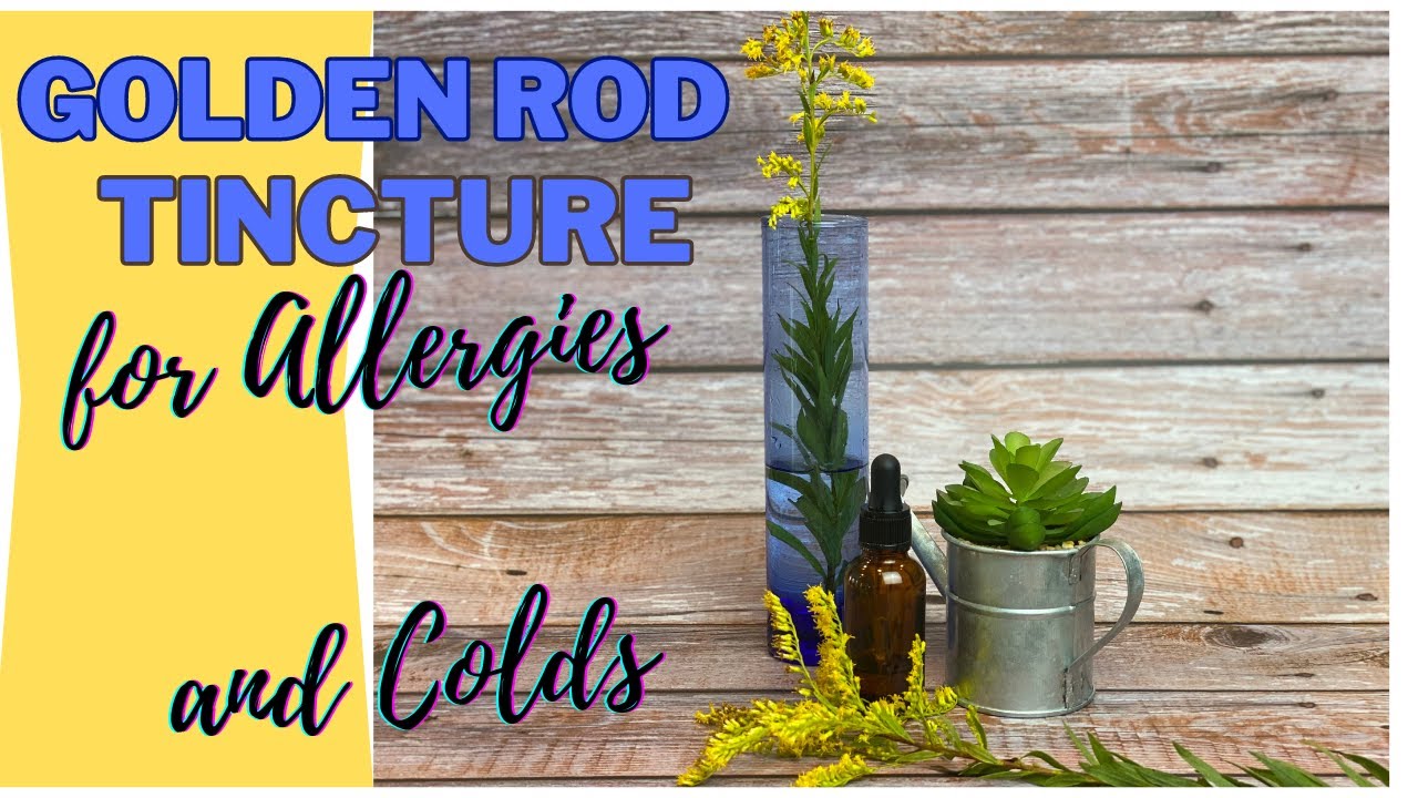 Goldenrod Tincture for Allergies and Colds! - YouTube